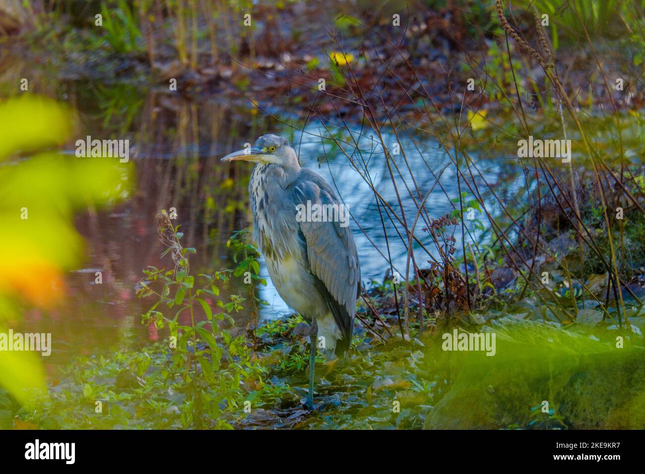 Great grey heron water fishing bird hunting at lake Stock Photo - Alamy