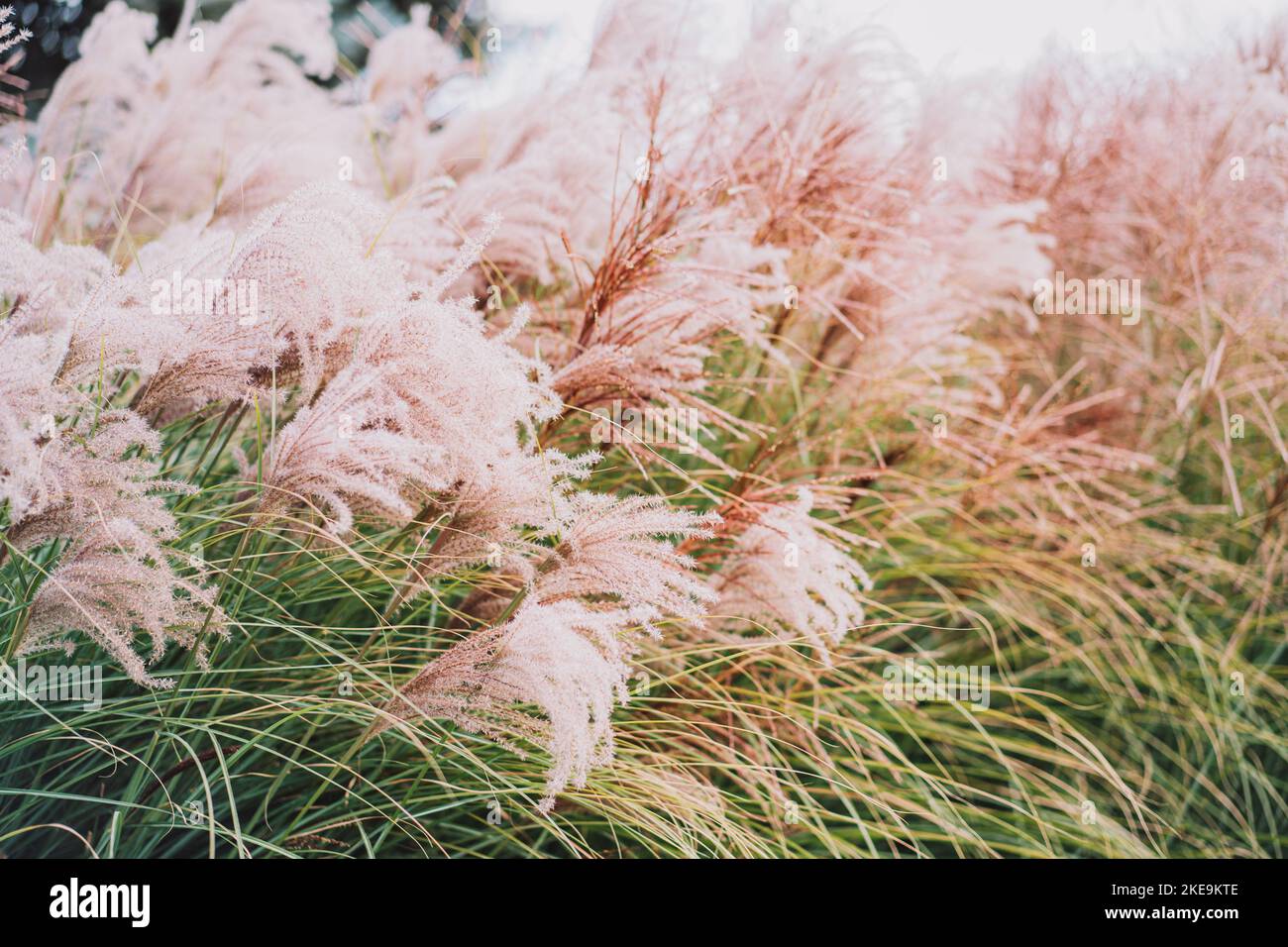 Background outdoor blooming miscanthus pink color Stock Photo - Alamy