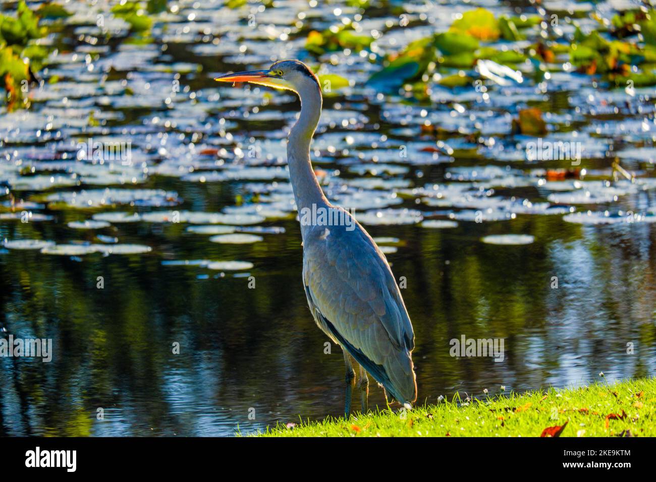 Great grey heron water fishing bird hunting at lake Stock Photo - Alamy