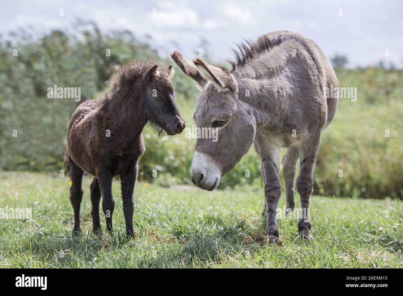 Mini Shetland Pony with a Donkey Stock Photo - Alamy