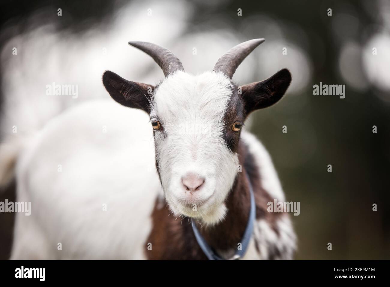African pygmy goat Stock Photo - Alamy