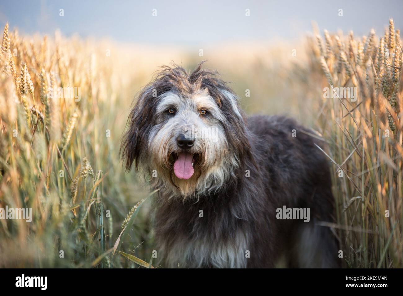 German Sheeppoodle Portrait Stock Photo - Alamy