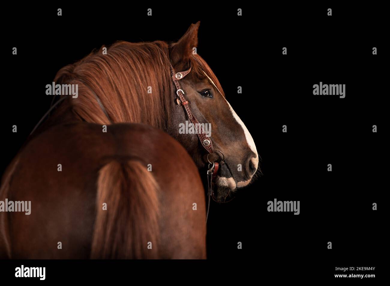 Draft horse rear view hi-res stock photography and images - Alamy