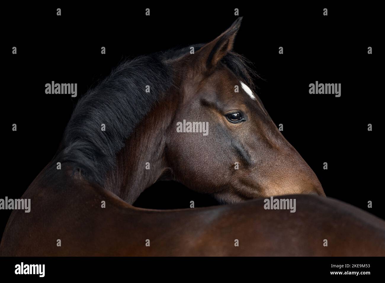 German riding pony studio hi-res stock photography and images - Alamy