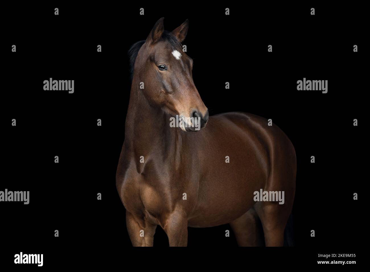German riding pony studio hi-res stock photography and images - Alamy