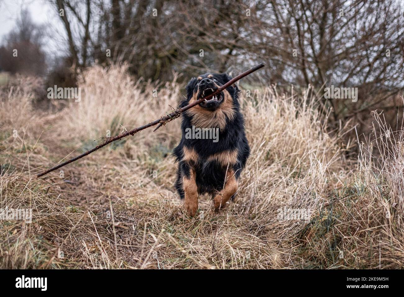 Black labrador retriever retrieving a stick hi-res stock photography ...