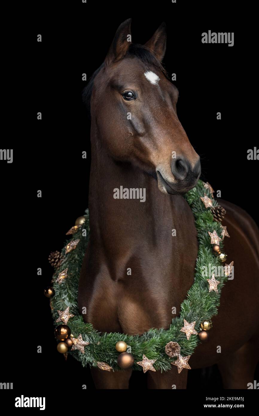 German riding pony studio hi-res stock photography and images - Alamy