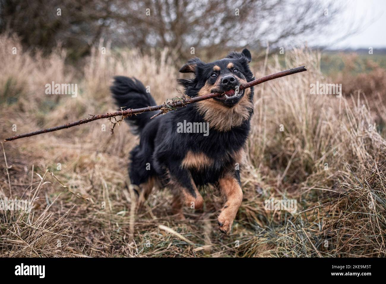 Black labrador retriever retrieving a stick hi-res stock photography ...