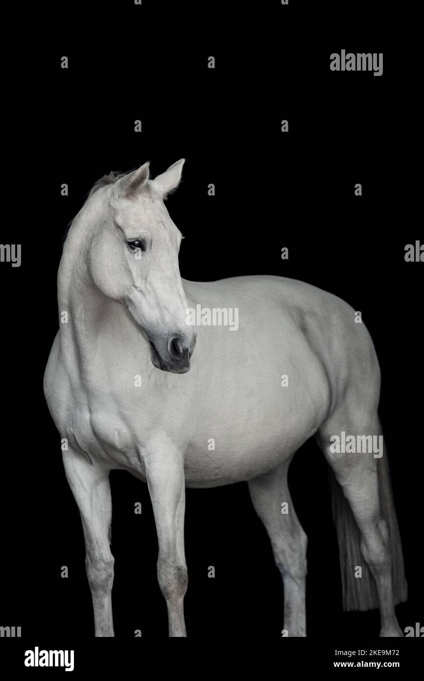 Dutch warm blood hi-res stock photography and images - Alamy