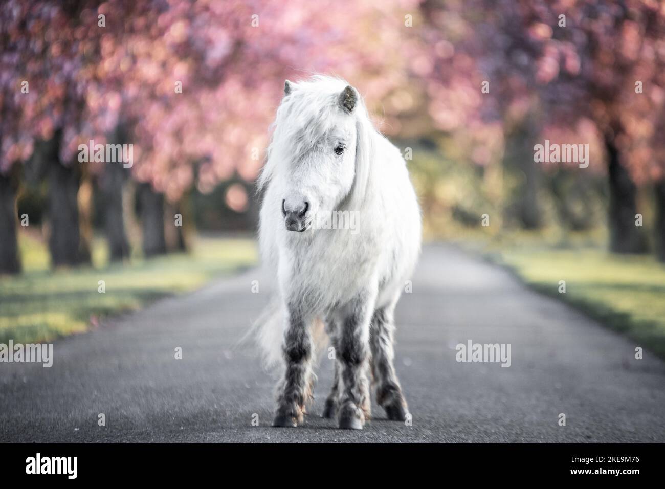 Mini Shetland Pony Stock Photo - Alamy