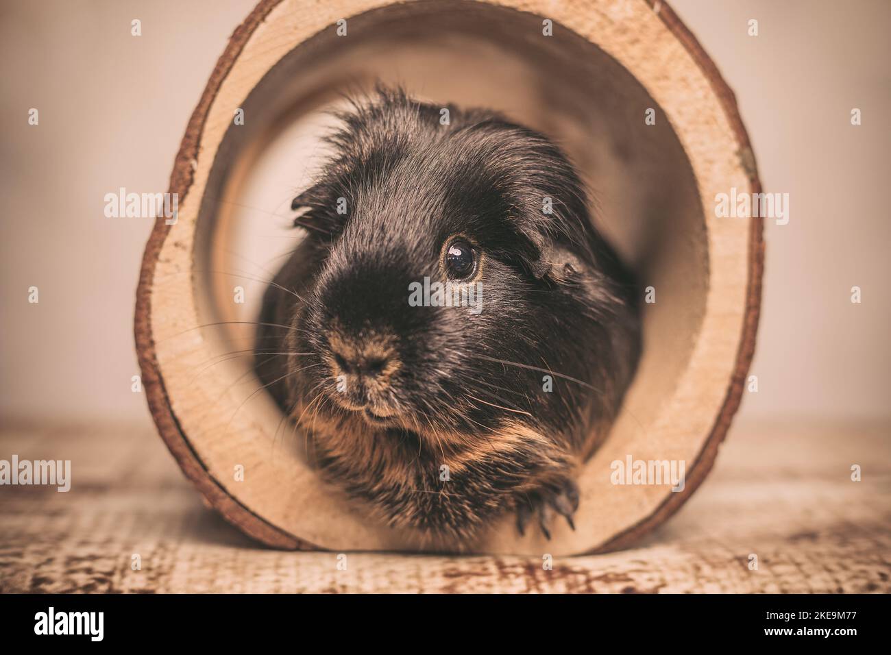 Guinea pig laying hi-res stock photography and images - Alamy