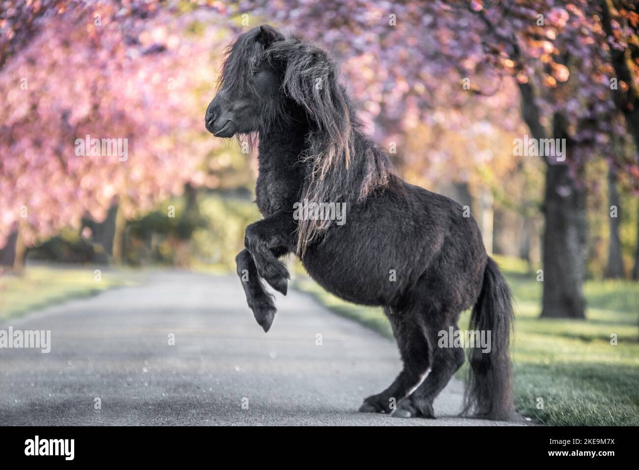 rising Mini Shetland Pony Stock Photo - Alamy