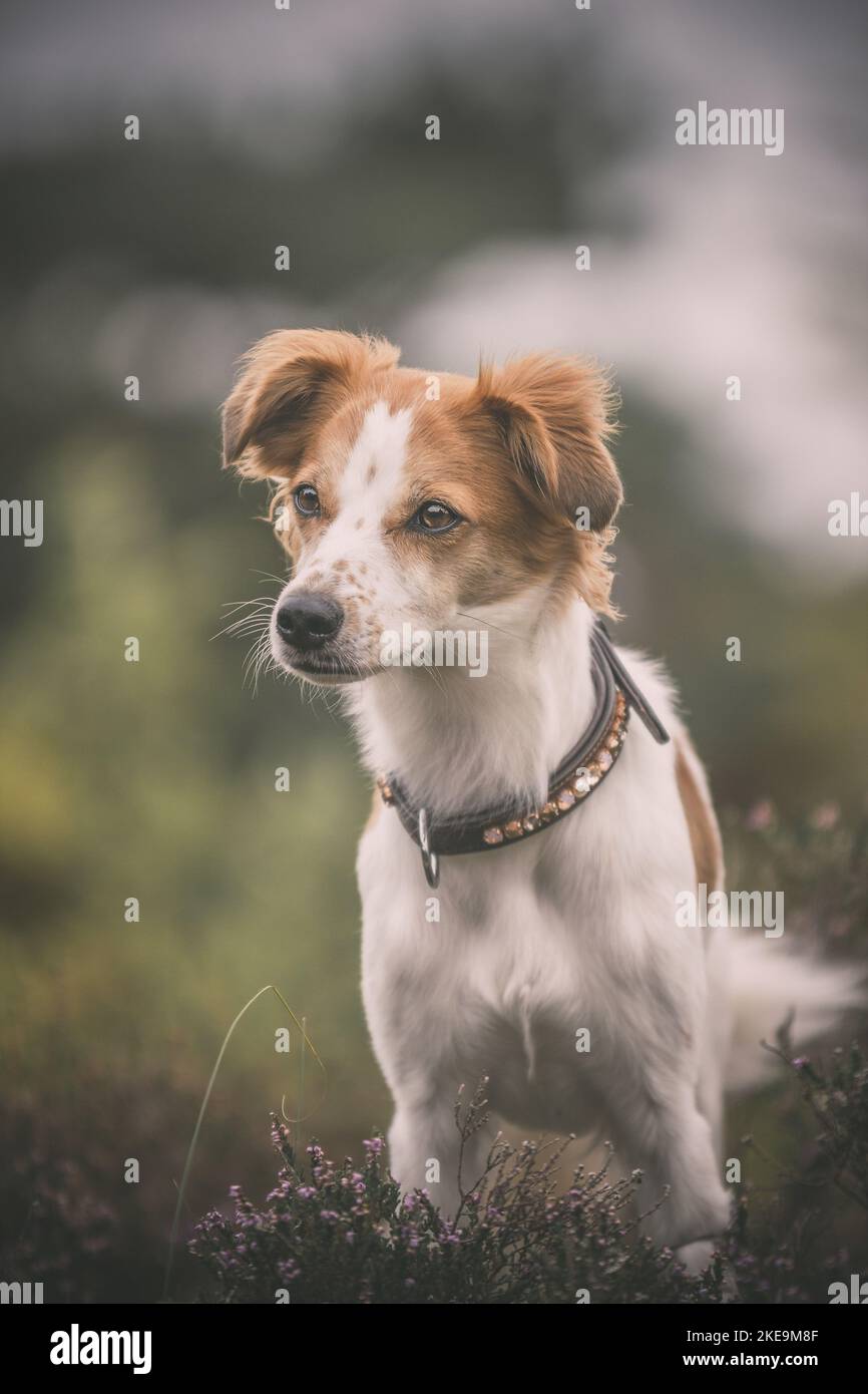 Krom Dog in heath Stock Photo - Alamy
