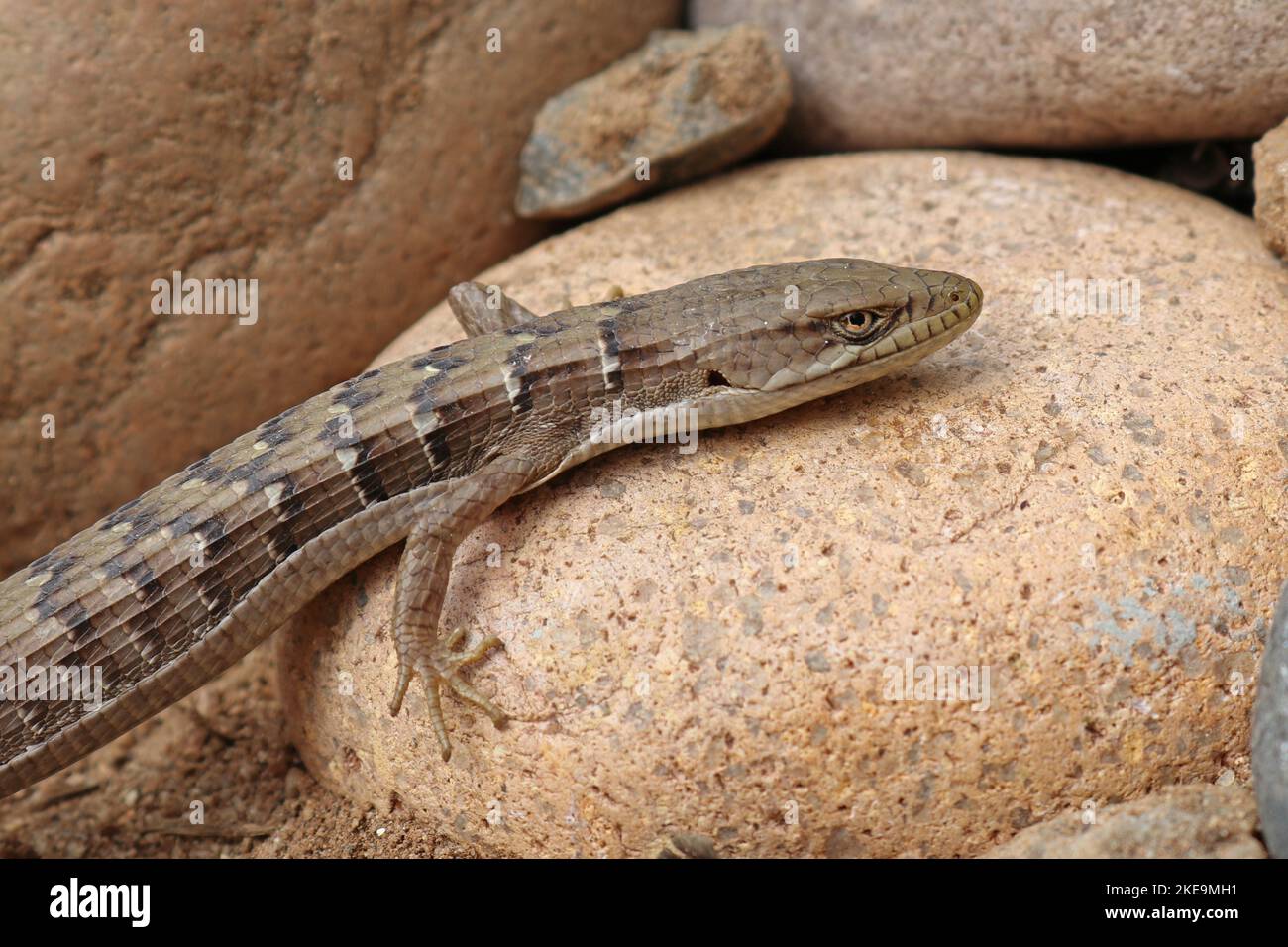 Alligator lizards hi-res stock photography and images - Alamy