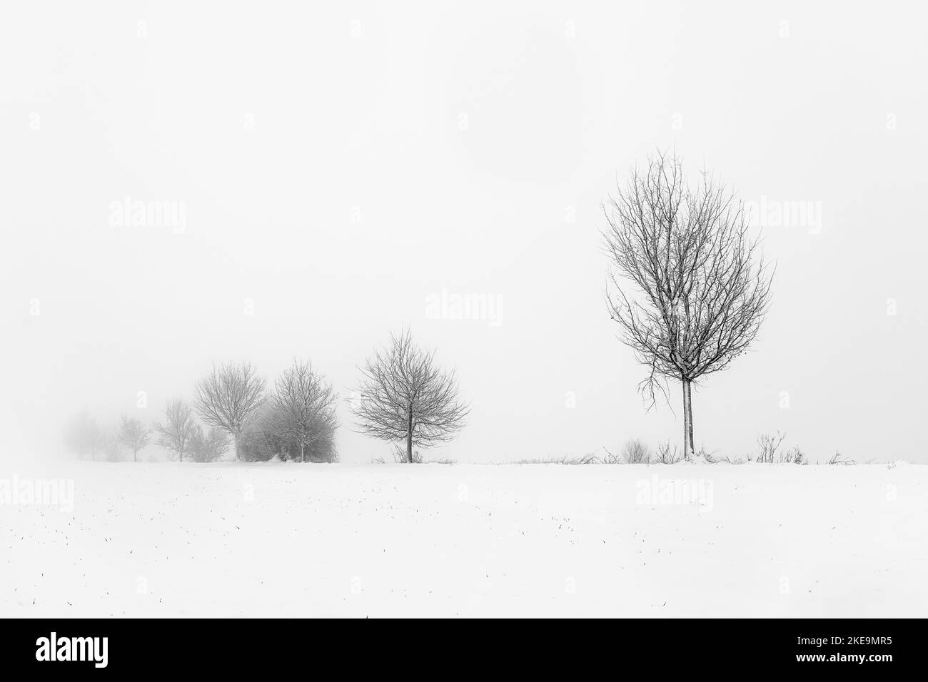 Field growing trees forest Black and White Stock Photos & Images - Alamy