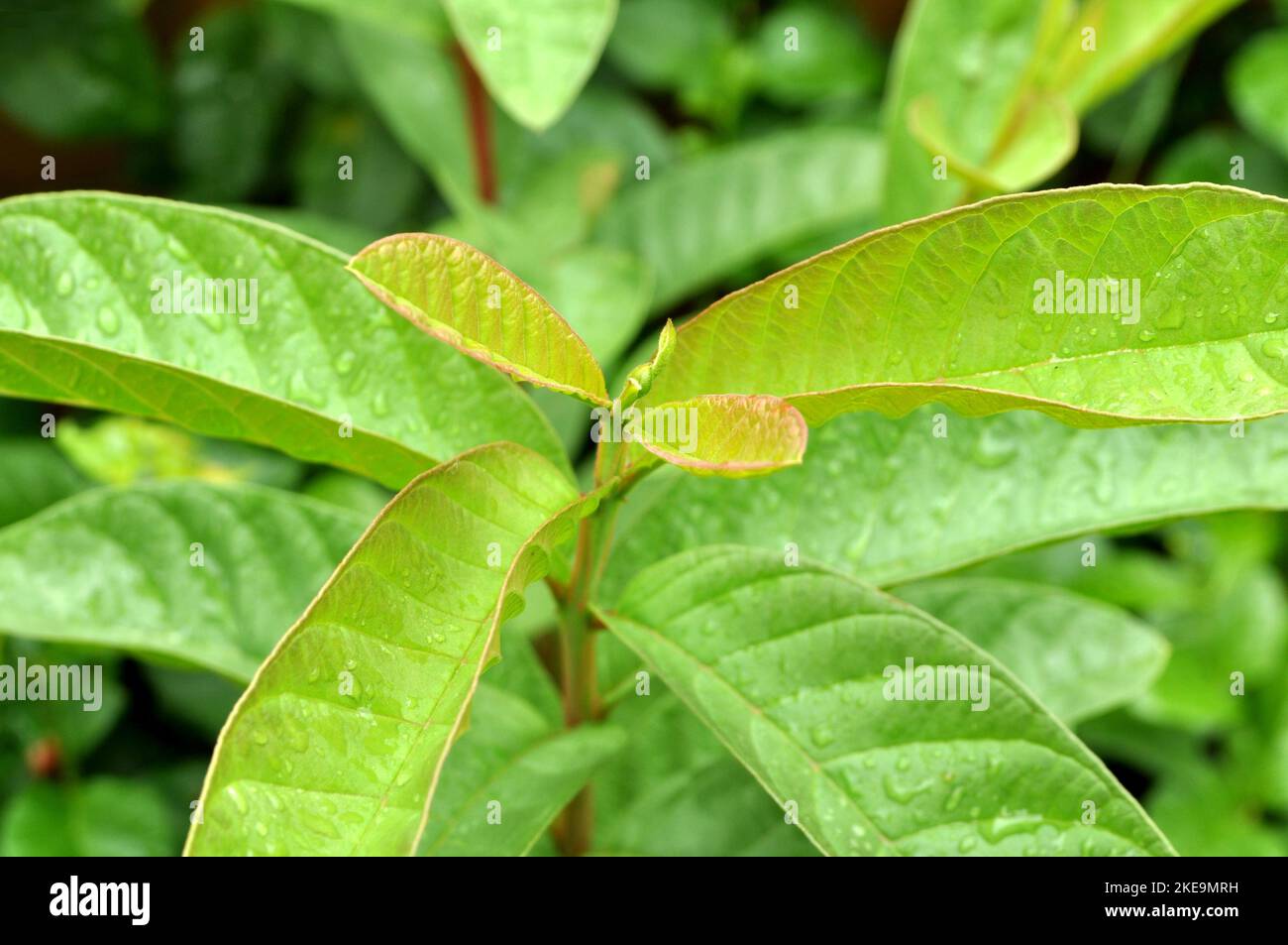 Fresh guava tree leaf shoots selective focus Stock Photo - Alamy
