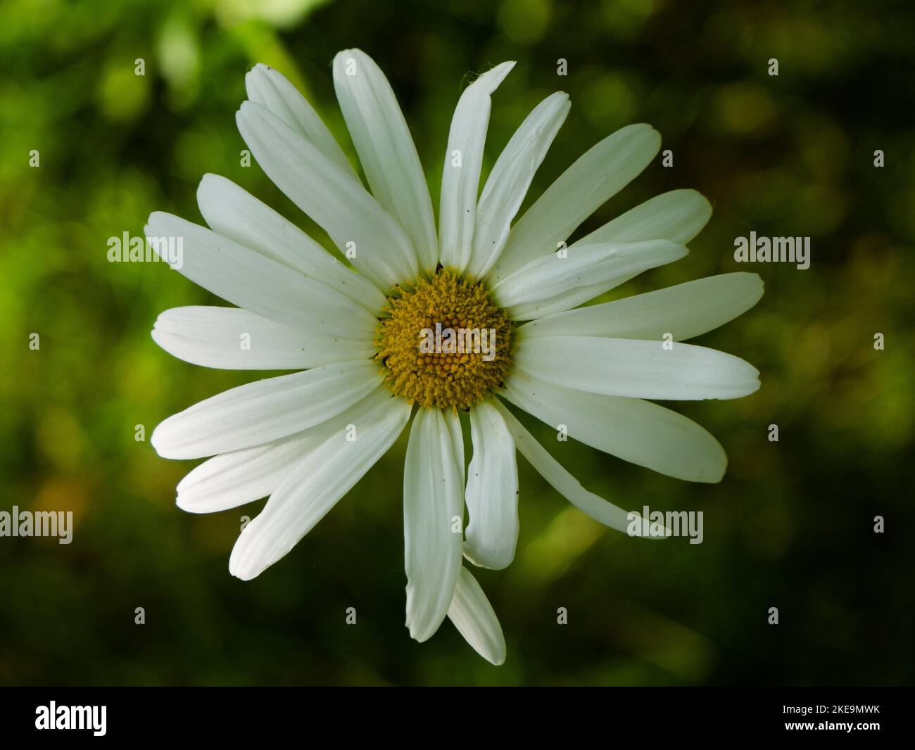 A macro close up hi-res stock photography and images - Alamy