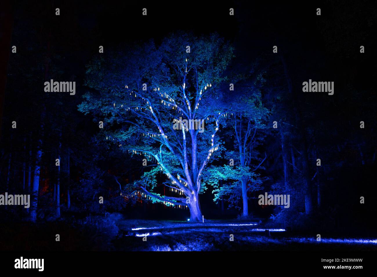 A preview of Luminate Sandringham, the Sandringham Estate winter light ...