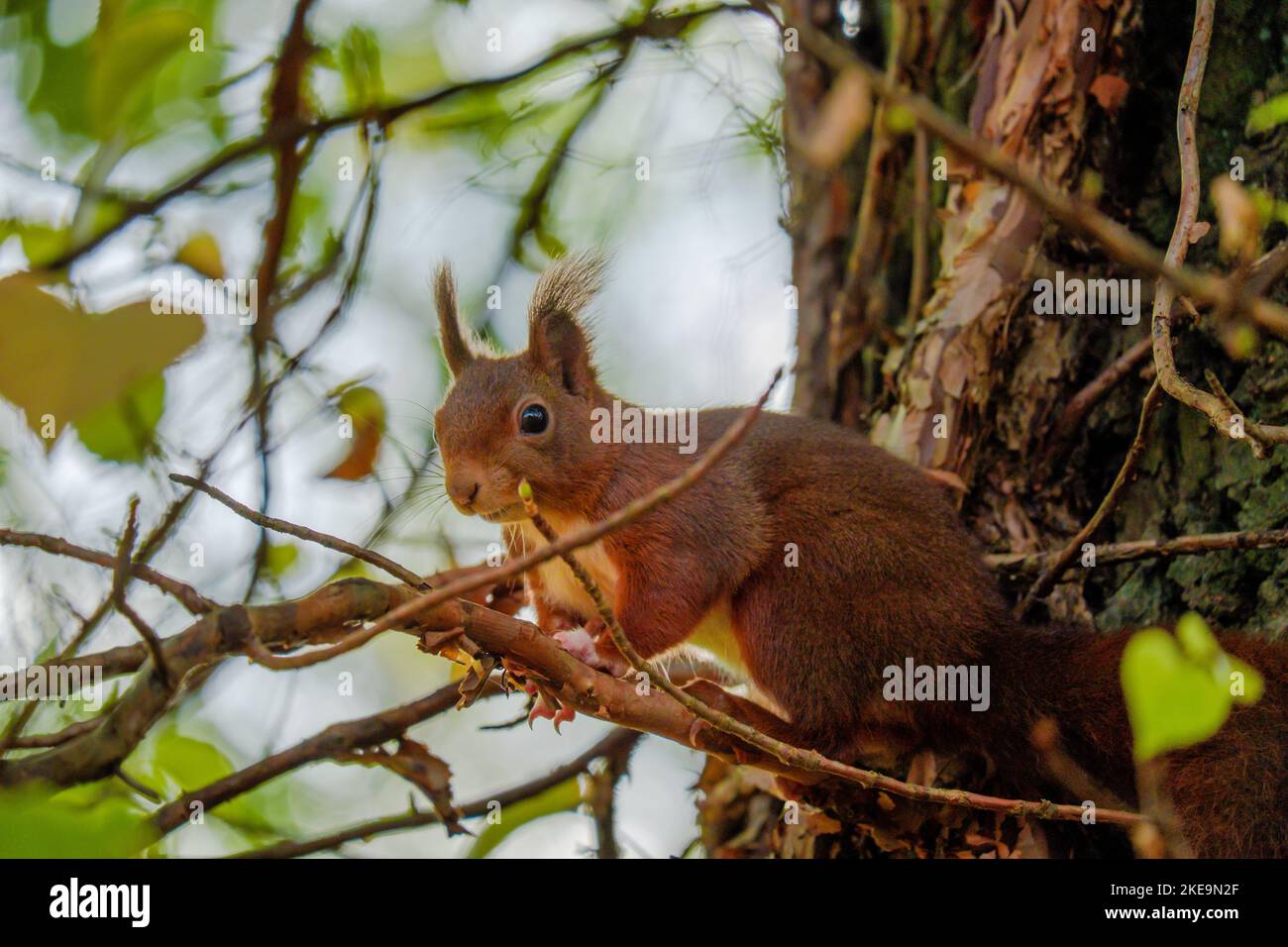 cute red squirrel playing in park. animals Stock Photo - Alamy