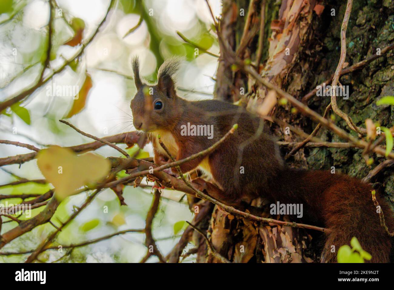 cute red squirrel playing in park. animals Stock Photo - Alamy