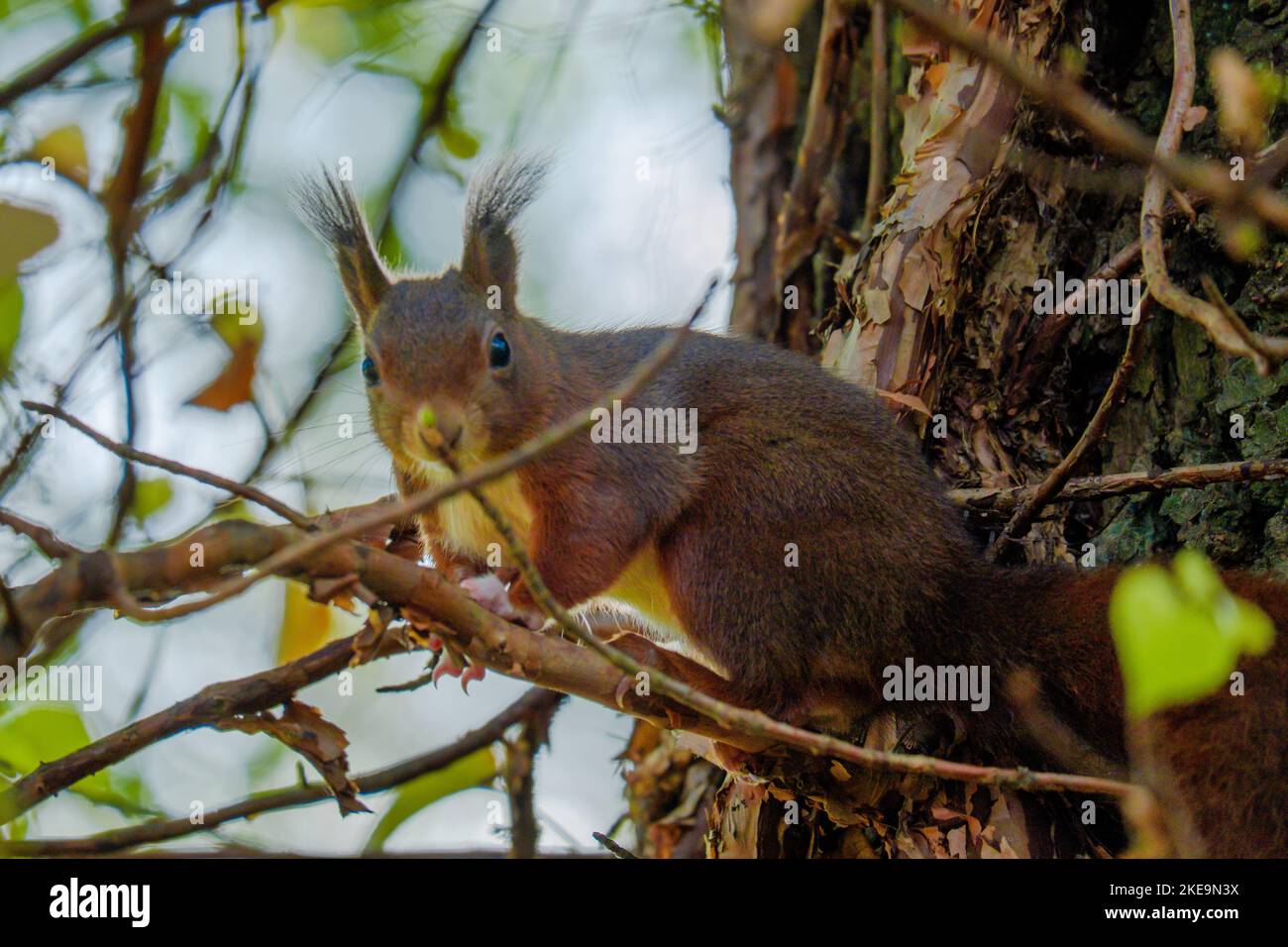 cute red squirrel playing in park. animals Stock Photo - Alamy