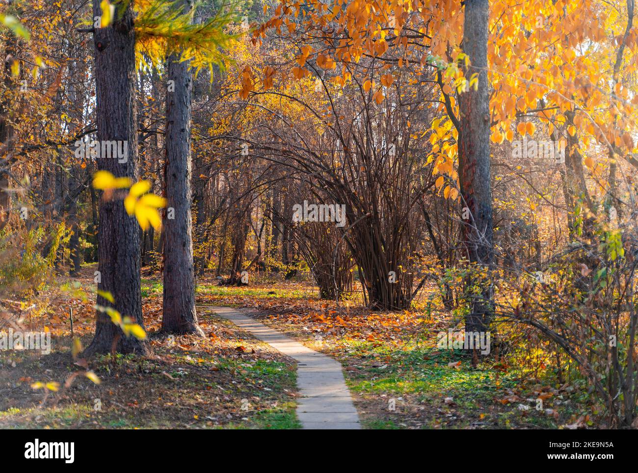 Autumn season in Almaty botanical garden, path between yellow trees in ...