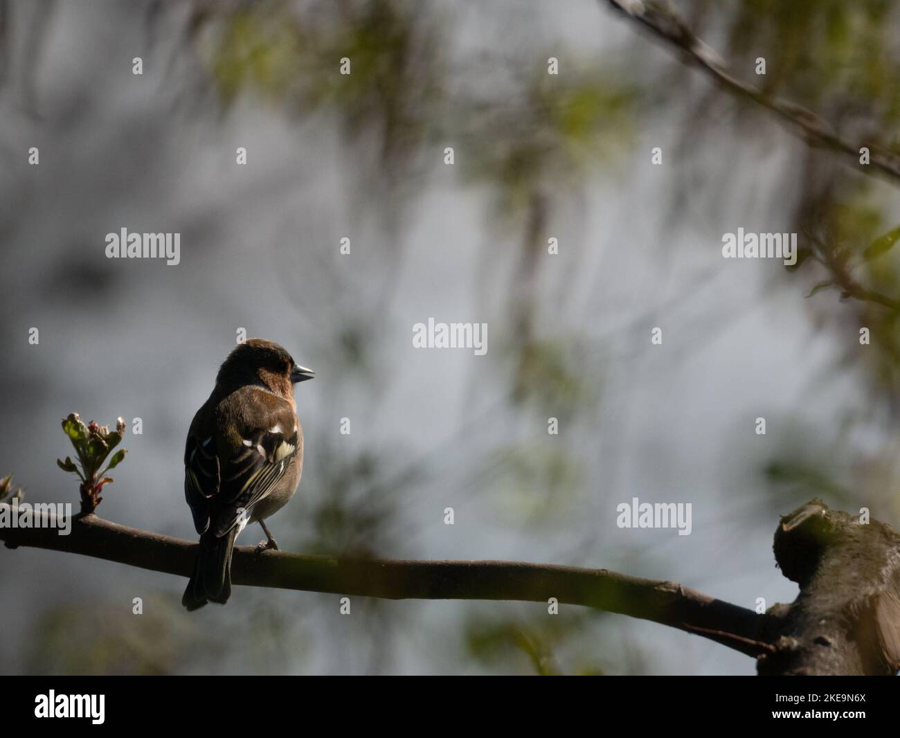 Sparrow sitting on branch spring hi-res stock photography and images ...