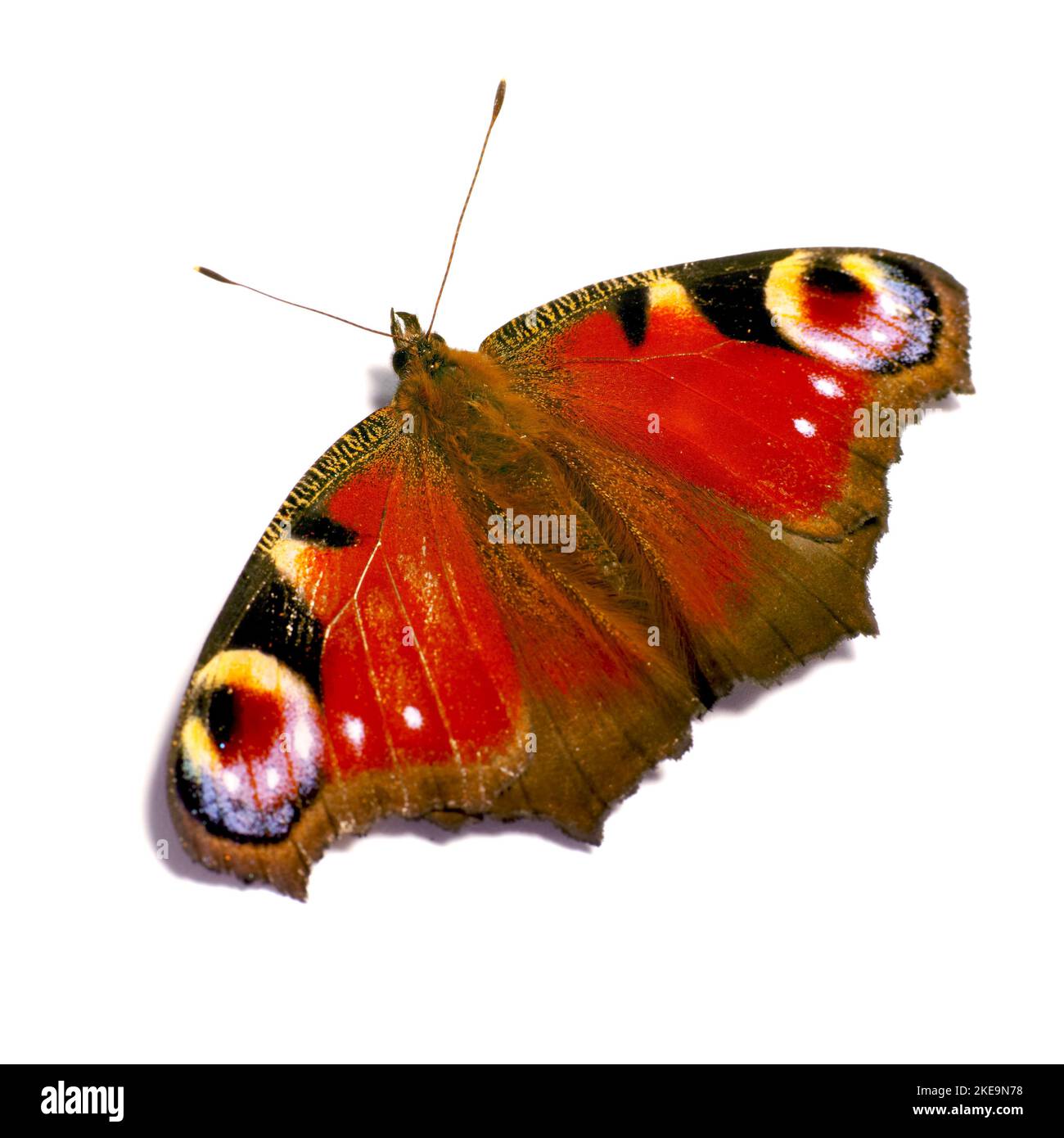 Beautiful pink butterfly Cut Out Stock Images & Pictures - Alamy