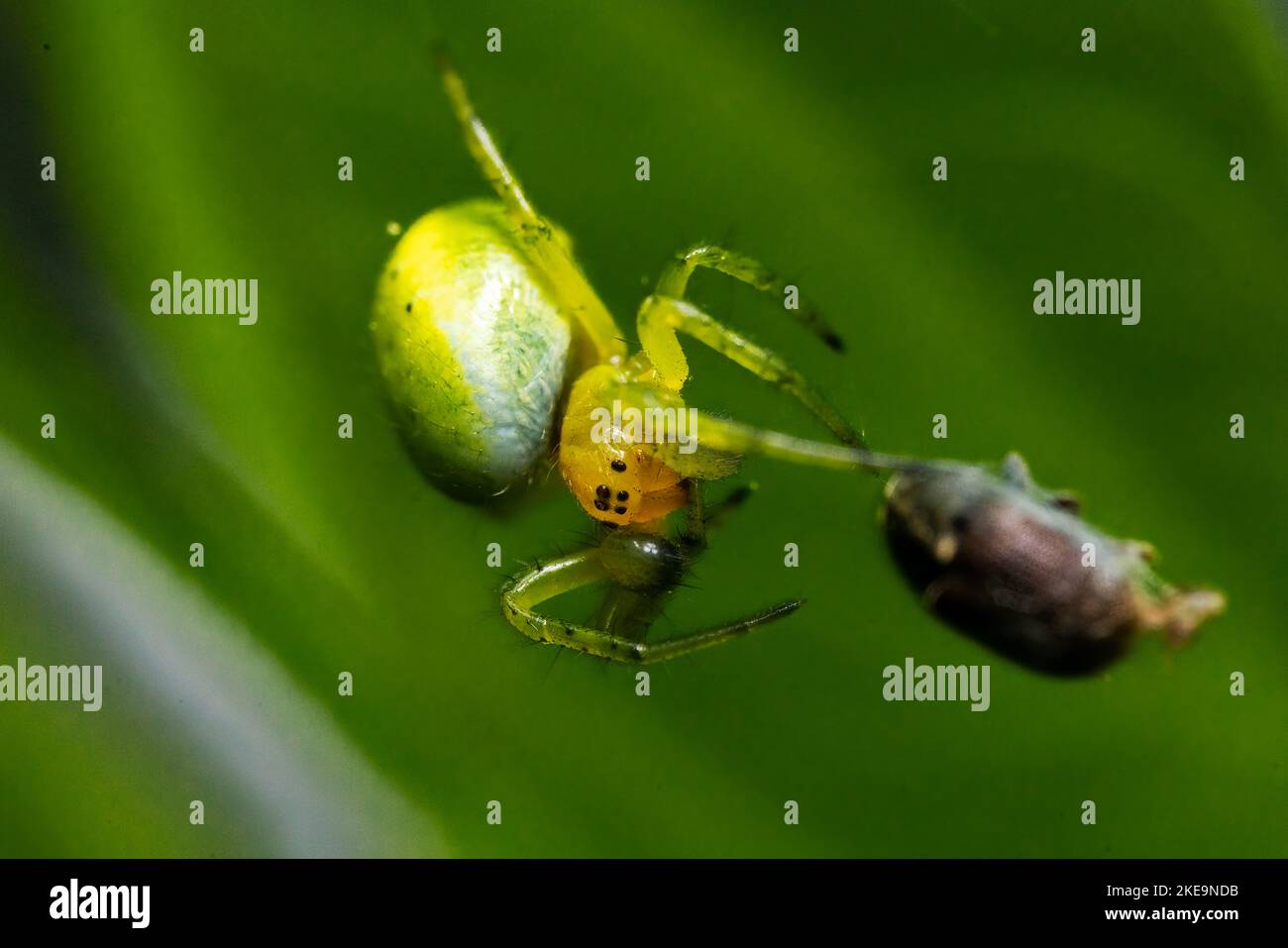 A selective focus shot of a cucumber green spider approaching its prey ...