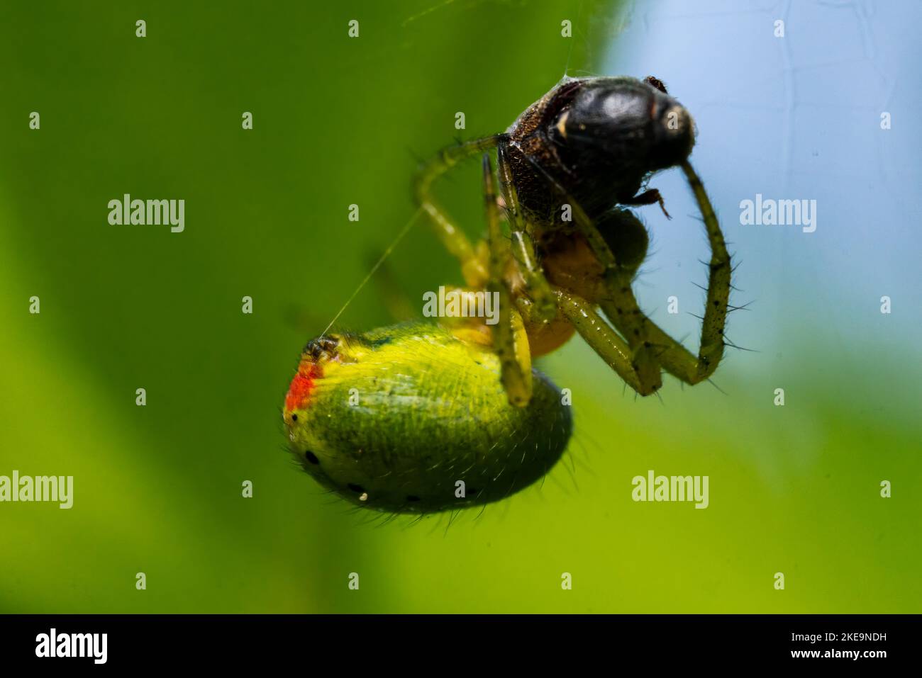 A selective focus shot of a cucumber green spider approaching its prey ...