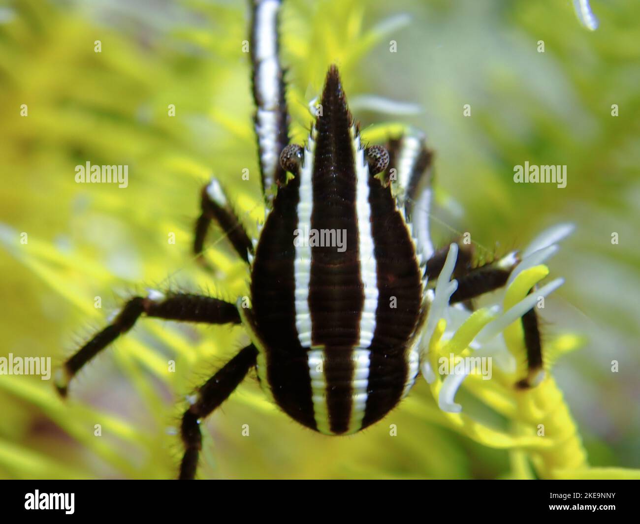 A macro shot of stripped Crinoid Squat Lobster, Allogalathea elegans ...