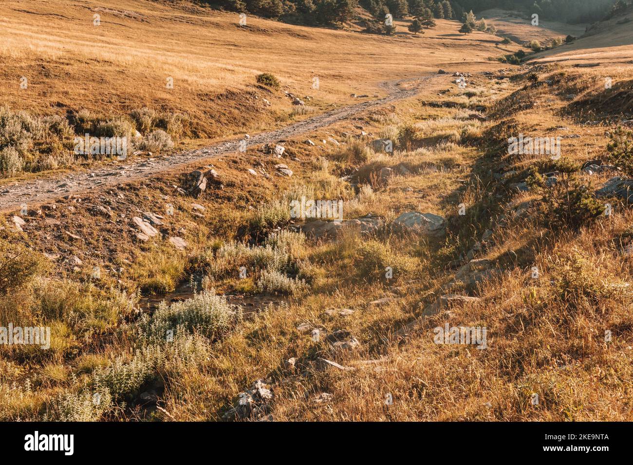 A landscape of large wild grass fields on the ground with sunlight ...