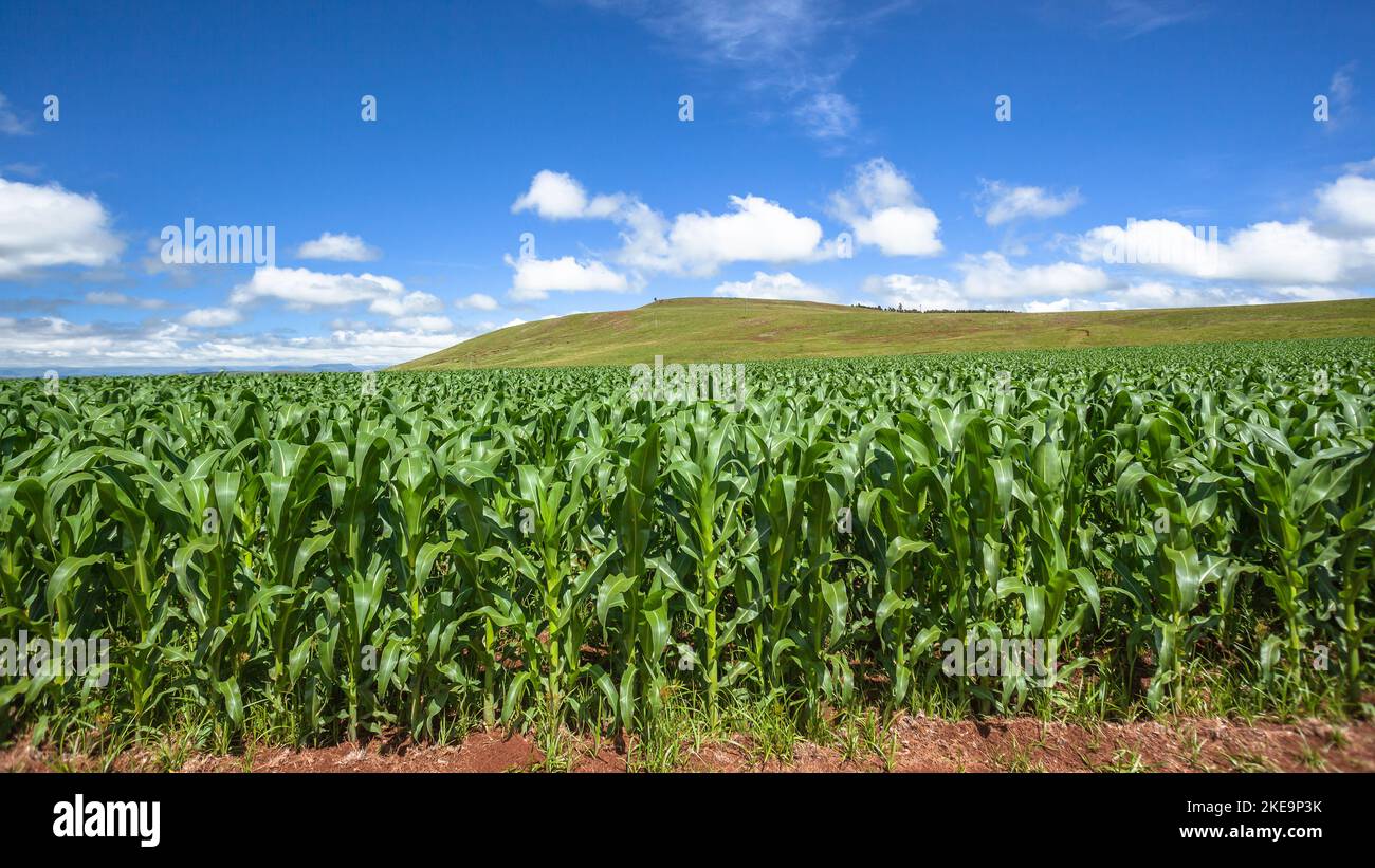 Summer maize corn food crops growing in rural farmlands with mountains ...