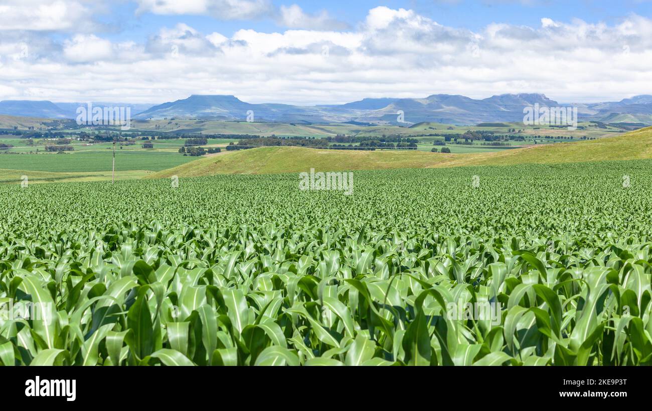 Summer maize corn food crops growing in rural farmlands with mountains ...