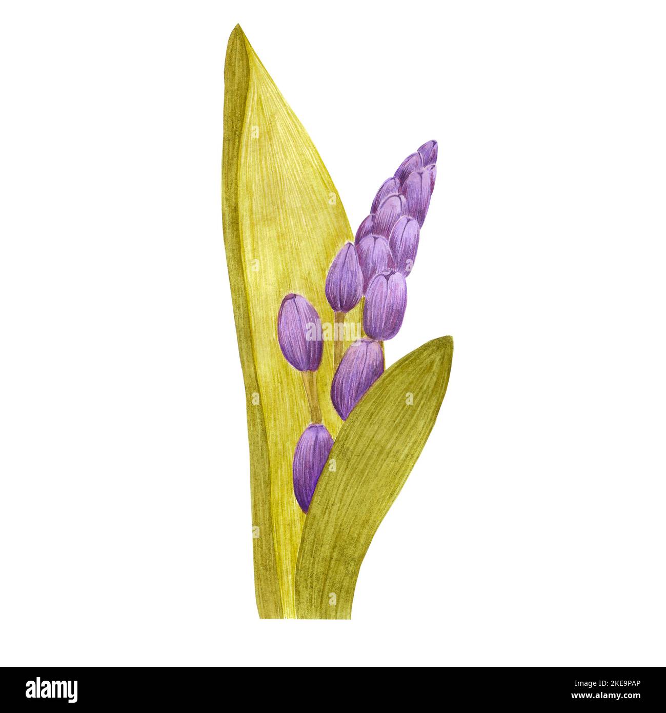 Handdrawn Watercolor purple hyacinth with green leaves on the white ...