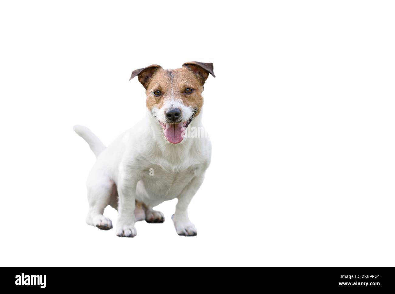 Full length portrait of Jack Russell Terrier dog isolated on white ...