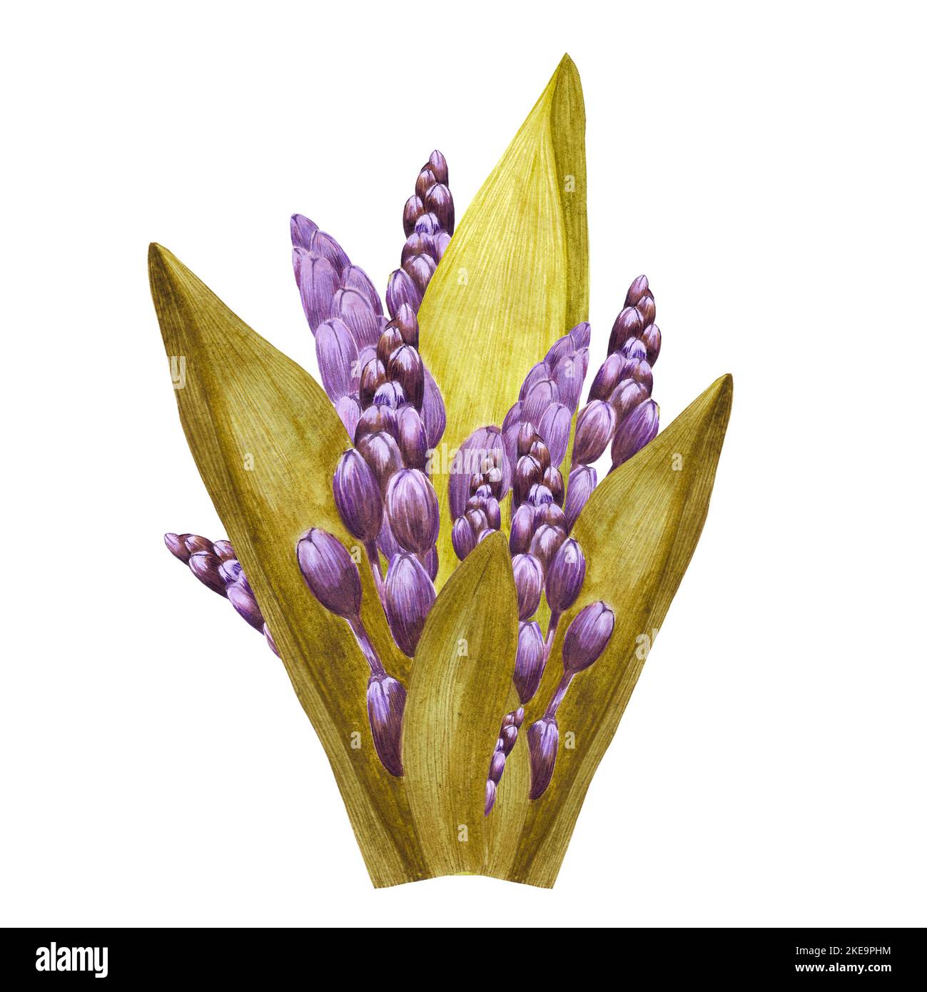 Hyacinth illustration vintage hi-res stock photography and images - Alamy
