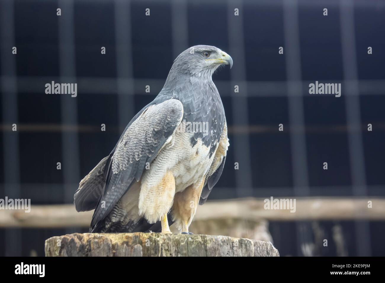 The black-chested buzzard-eagle (Geranoaetus melanoleucus) is a bird of prey of the hawk and ...