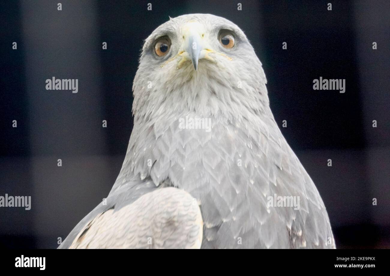 Parque Condor (Condor Park), Otavalo, Ecuador Stock Photo - Alamy