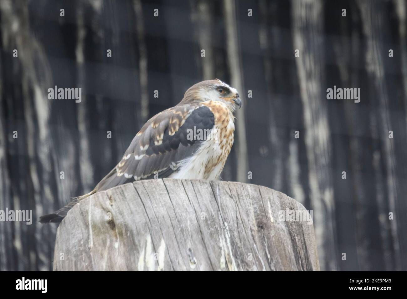 Parque Condor (Condor Park), Otavalo, Ecuador Stock Photo - Alamy