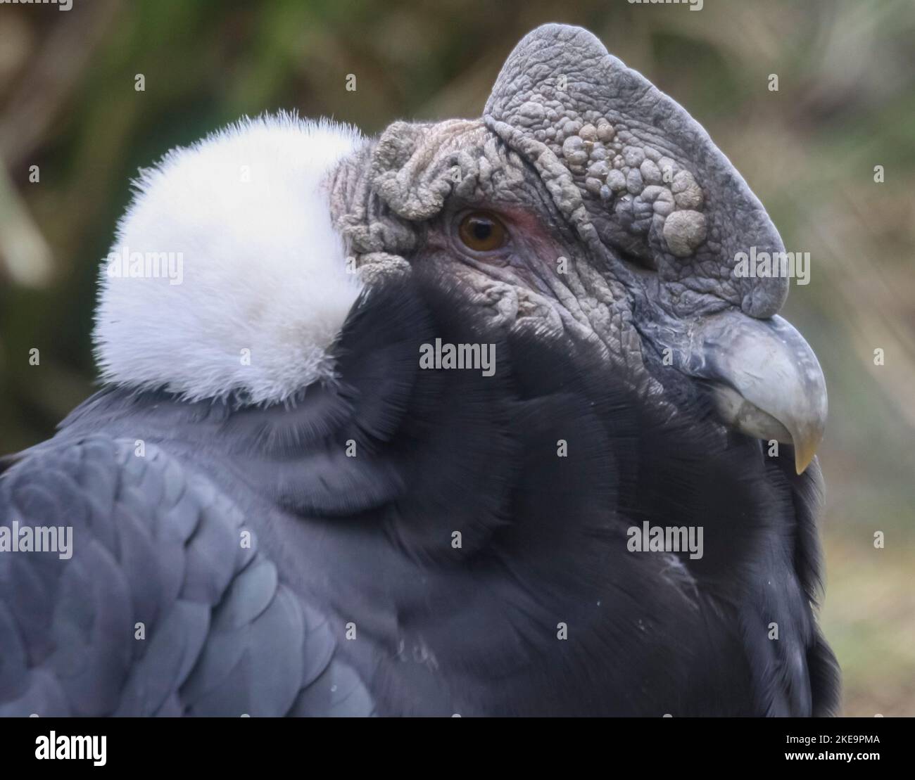 Andean condor (Vultur gryphus), Parque Condor (Condor Park), Otavalo ...