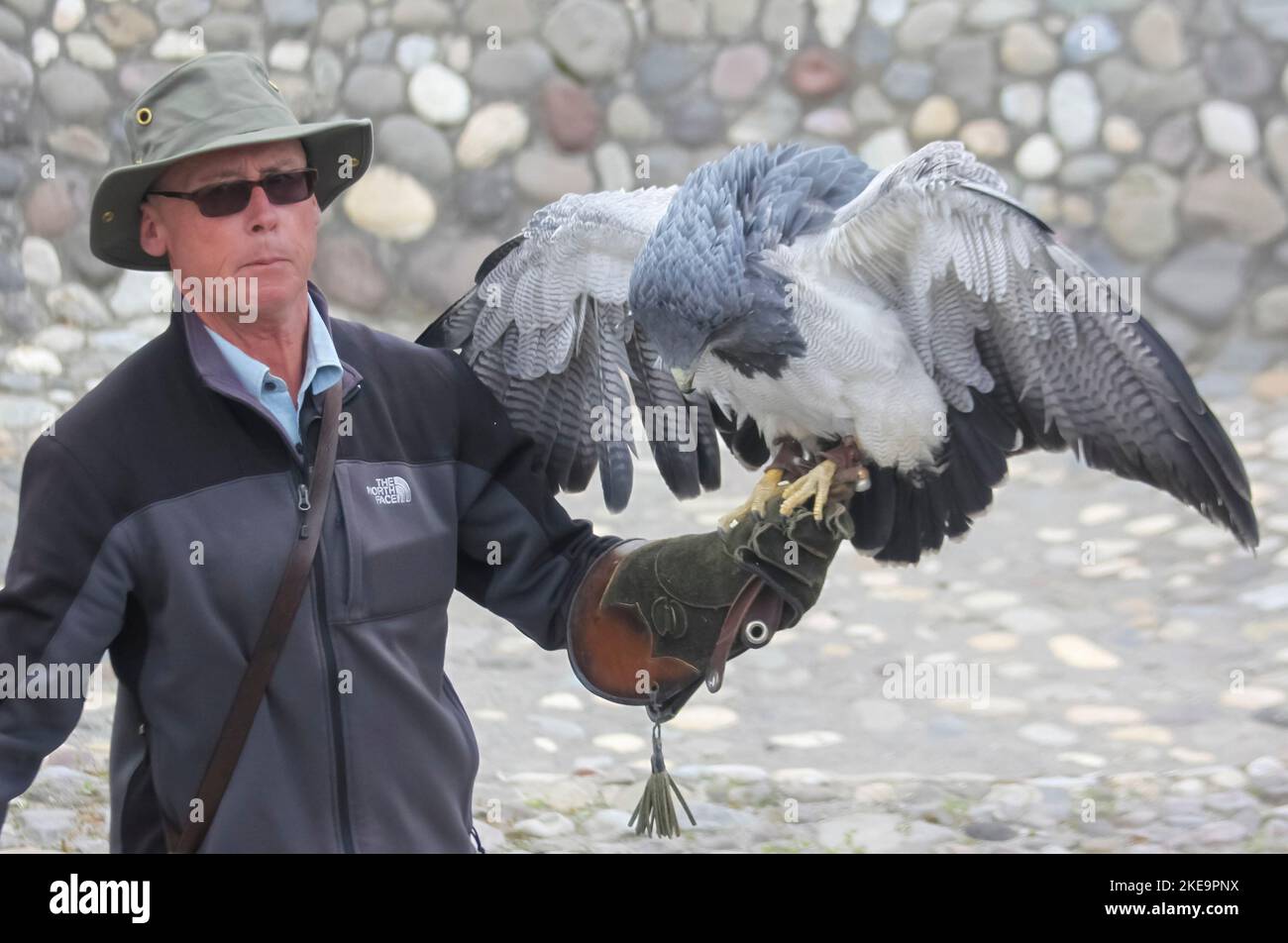 The black-chested buzzard-eagle (Geranoaetus melanoleucus) is a bird of ...