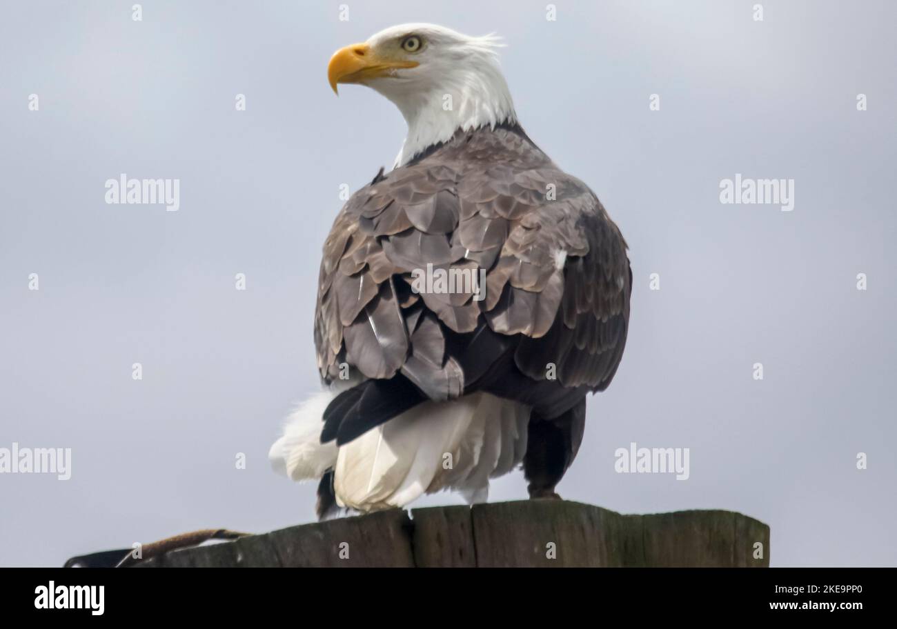 Bald eagle (Haliaeetus leucocephalus) at Parque Condor (Condor Park ...
