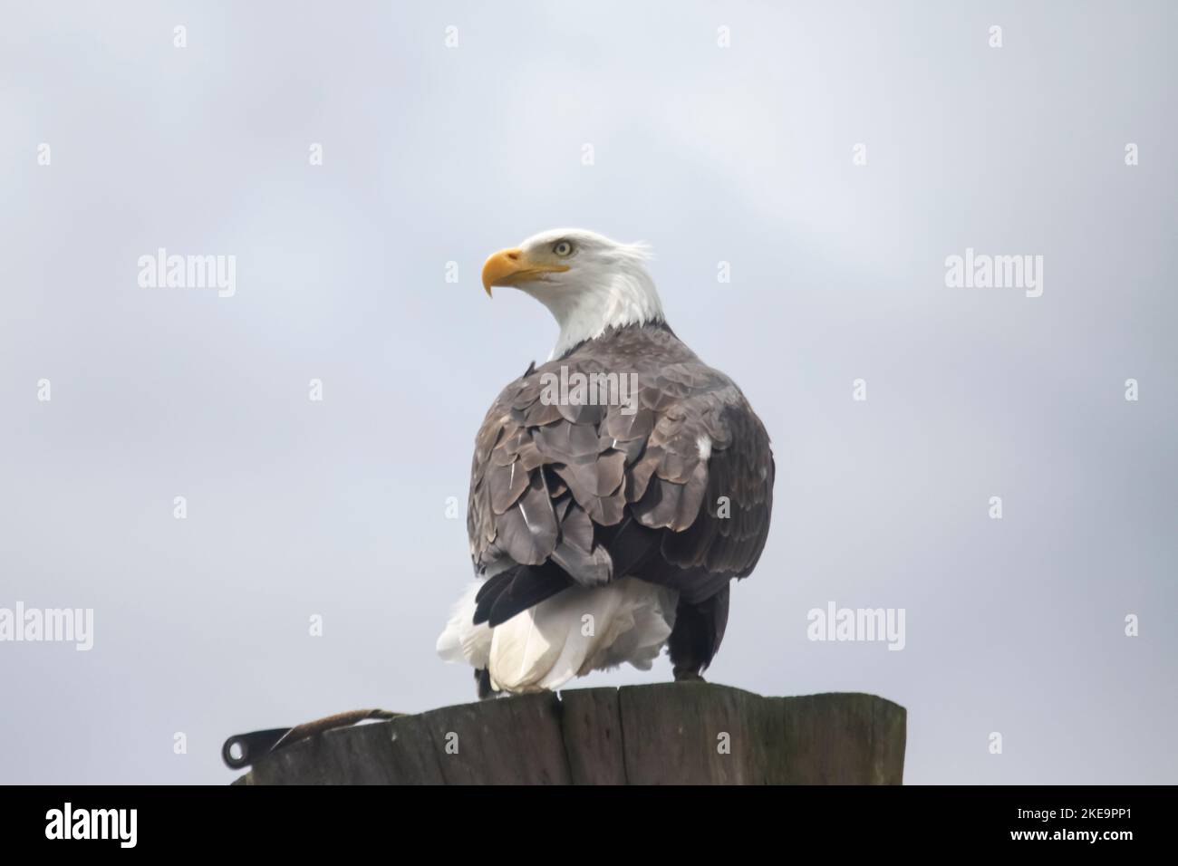 Bald eagle (Haliaeetus leucocephalus) at Parque Condor (Condor Park ...