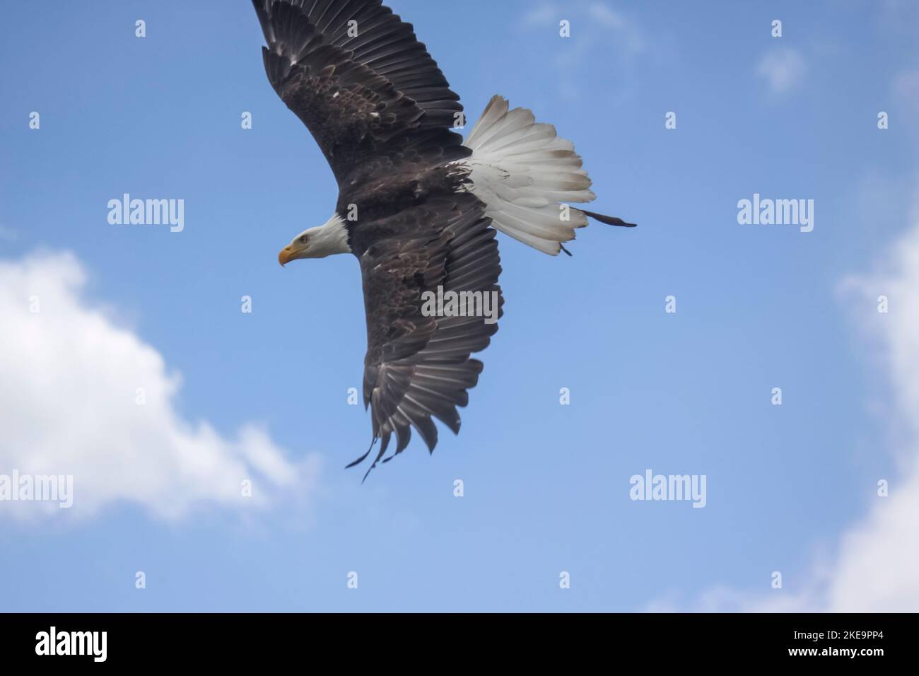 Bald eagle (Haliaeetus leucocephalus) at Parque Condor (Condor Park ...