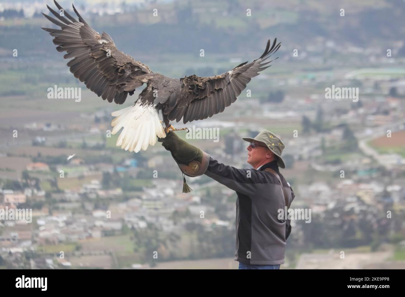 Bald eagle (Haliaeetus leucocephalus) at Parque Condor (Condor Park ...