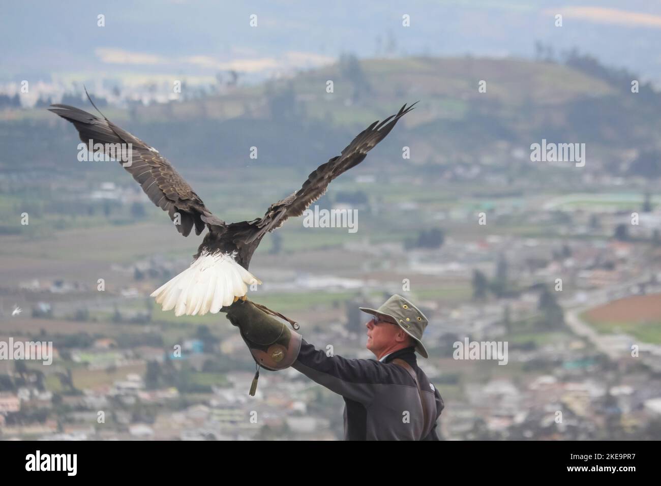 Bald eagle (Haliaeetus leucocephalus) at Parque Condor (Condor Park ...