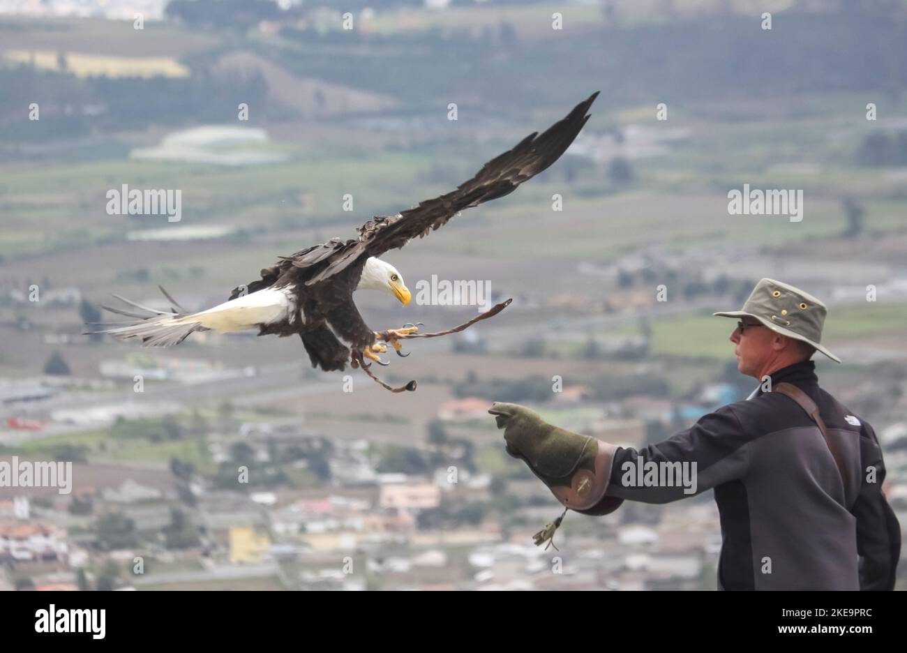 Bald eagle (Haliaeetus leucocephalus) at Parque Condor (Condor Park ...