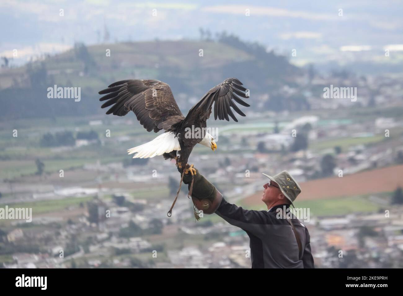 Bald eagle (Haliaeetus leucocephalus) at Parque Condor (Condor Park ...