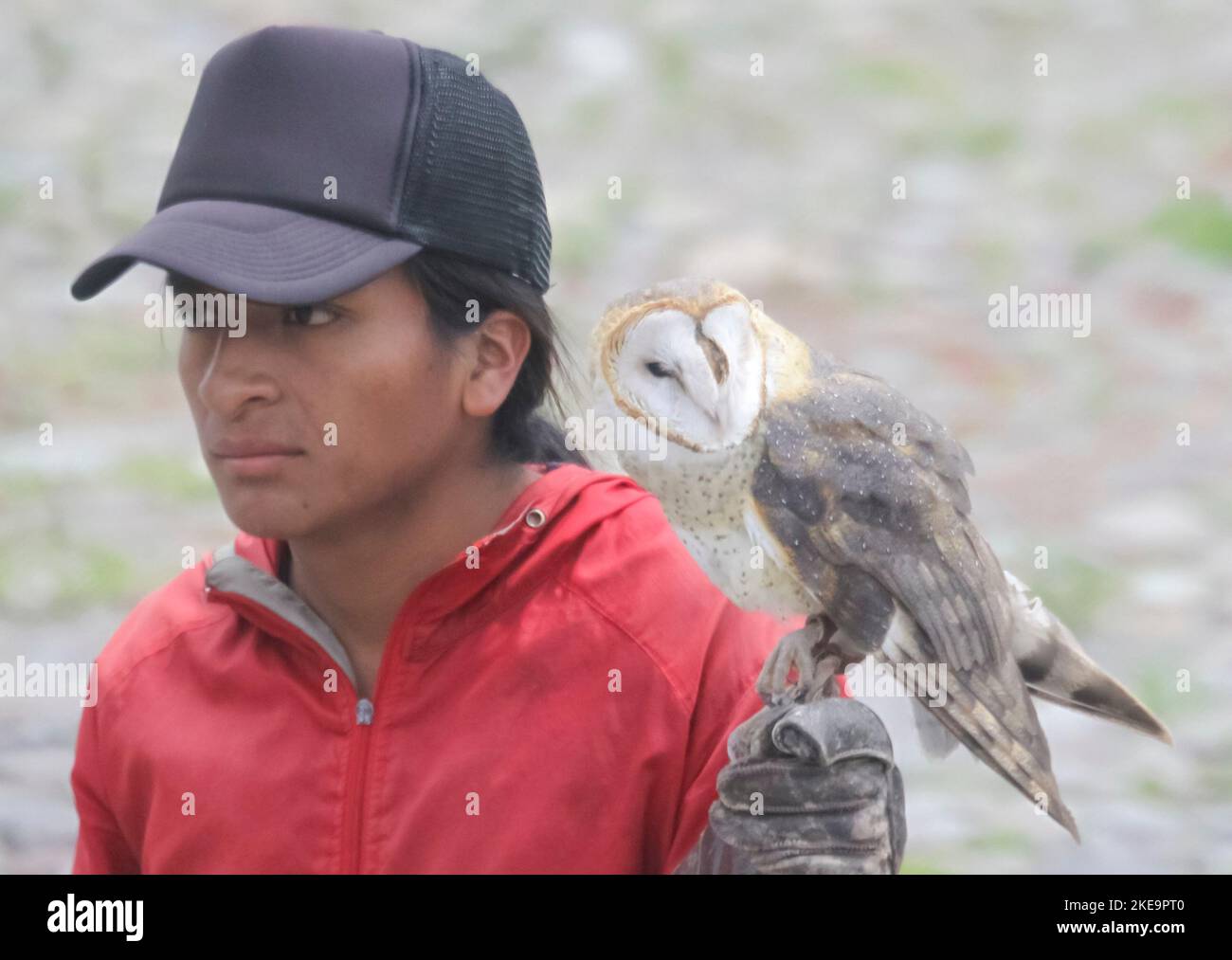 Rescued barn owl (Tyto alba), at Parque Condor (Condor Park), Otavalo ...
